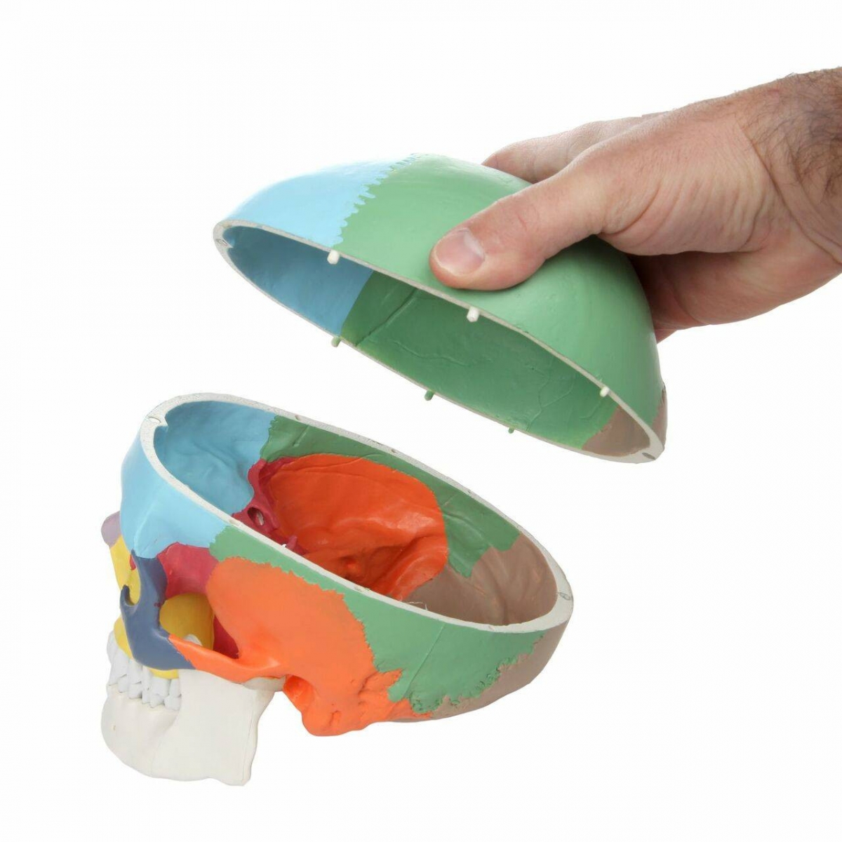 Skull Model With Colours For Easy Identification Of Various Human Skull ...